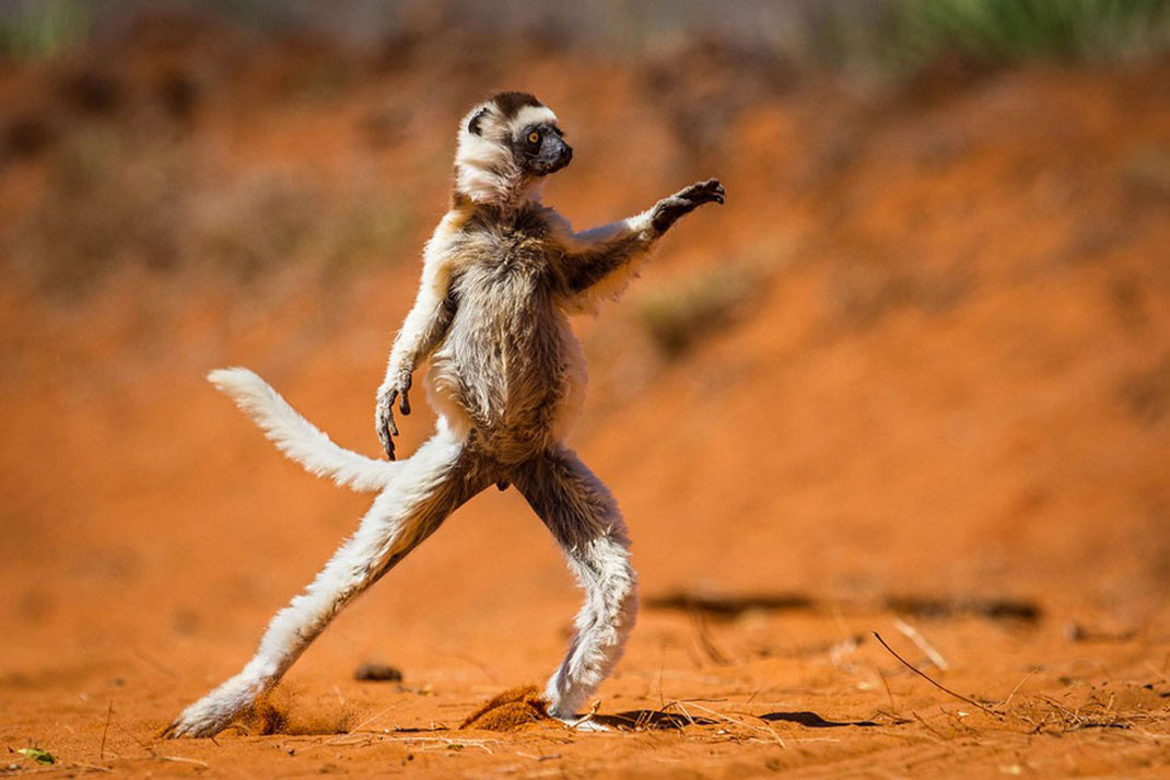 28 clichés d’animaux primés aux Comedy Wildlife Photography Awards ...